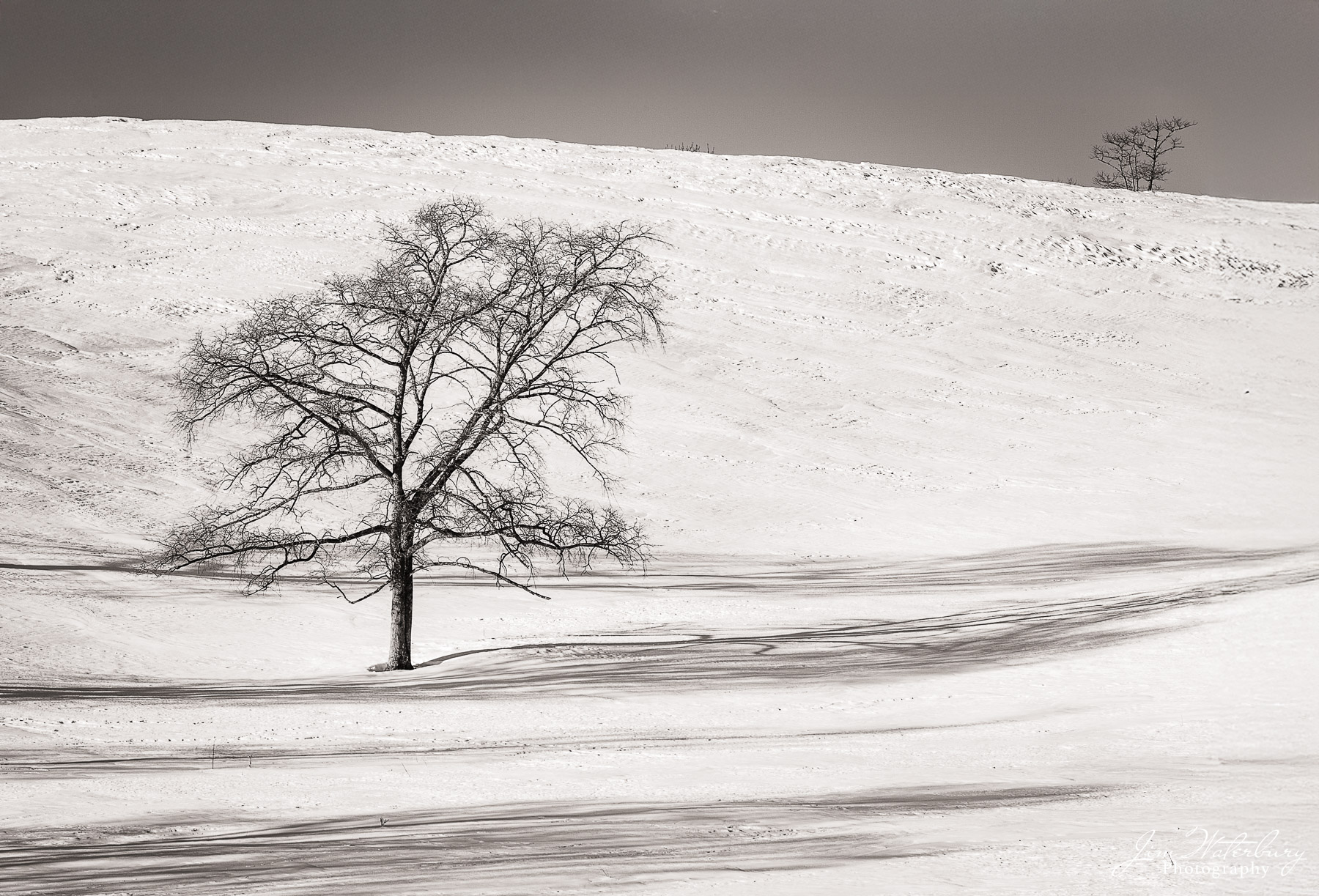 Tree Pose | Hokkaido, Japan | Jim Waterbury Photography